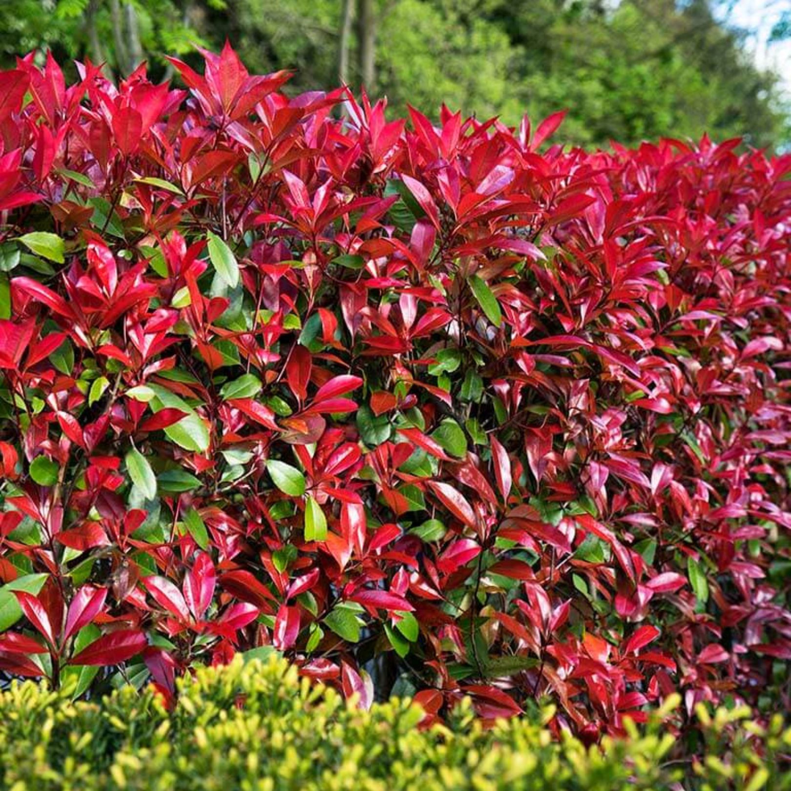 PHOTINIA (červienka) | Záhradníctvo Zelený dom