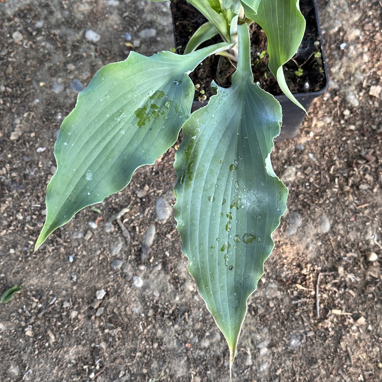 Hosta 'BLUE CASCADE', kont. 1,5 l | Záhradníctvo Zelený dom