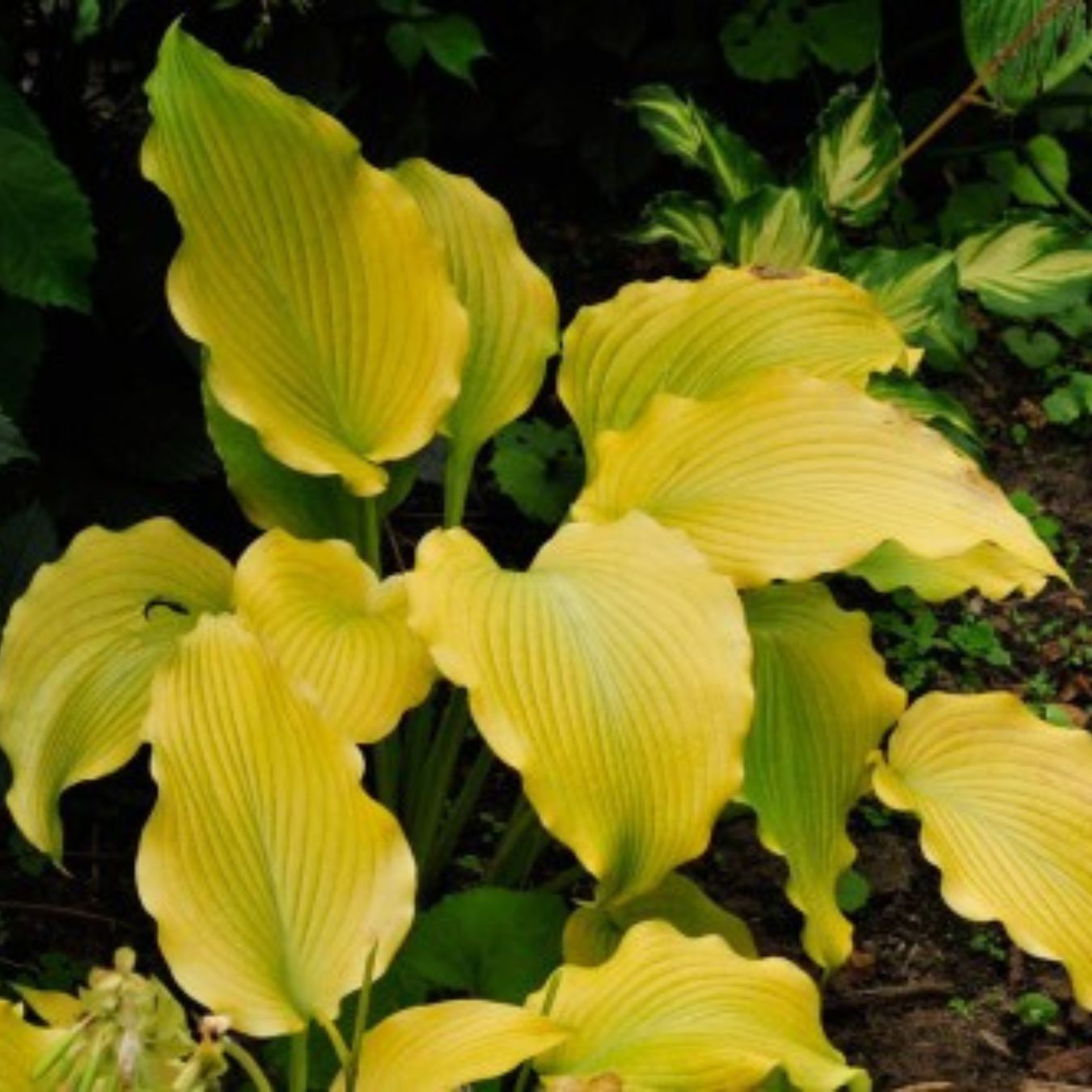 Hosta FLEMISH GOLD, kont. 1,5 l | Záhradníctvo Zelený dom