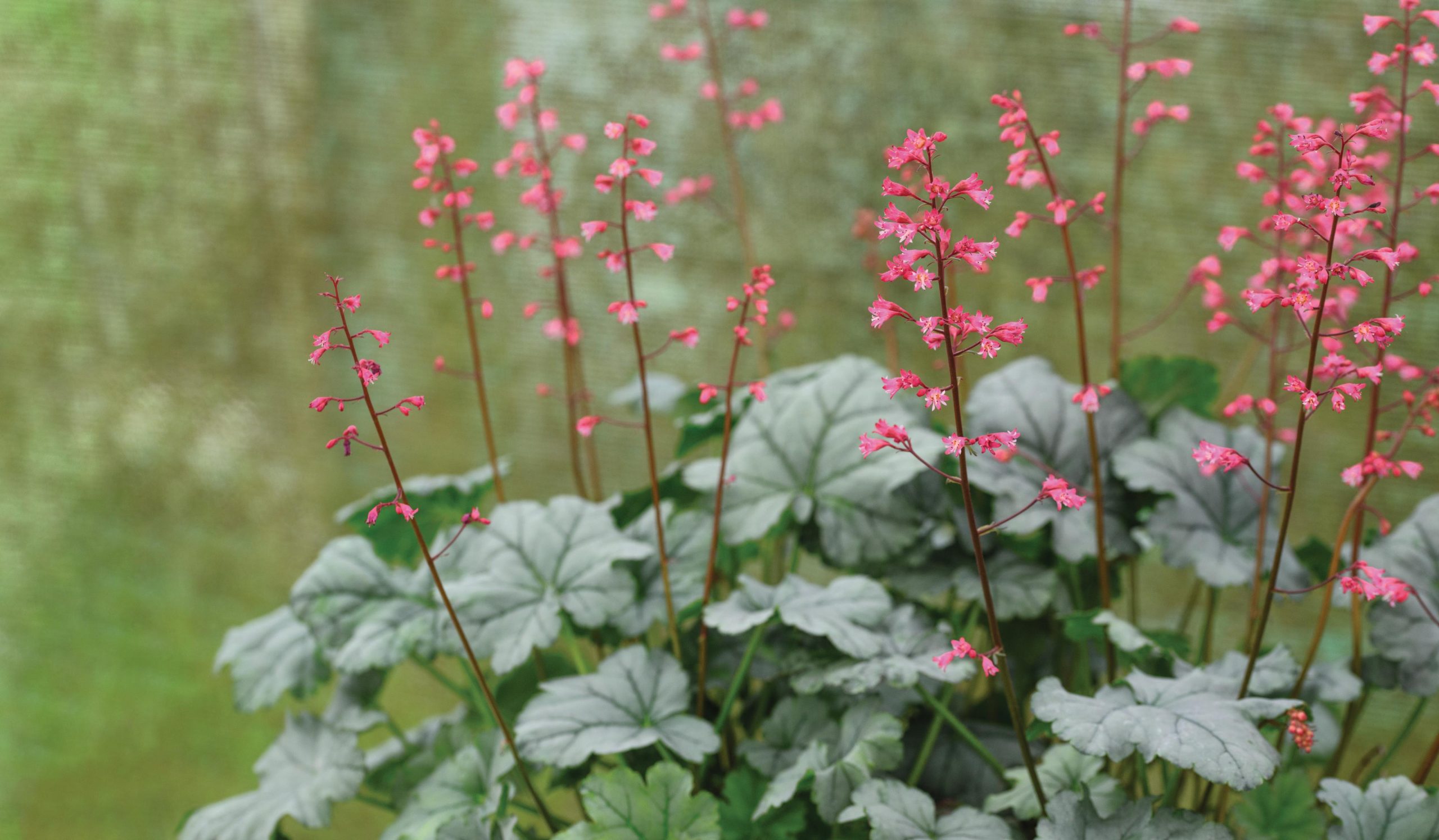 Heuchera LITTLE CUTIES SHIMMER, kont.1l | Záhradníctvo Zelený dom